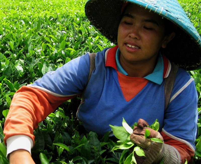 Met Djoser naar Bali en Java | Wereldmuseum Leiden