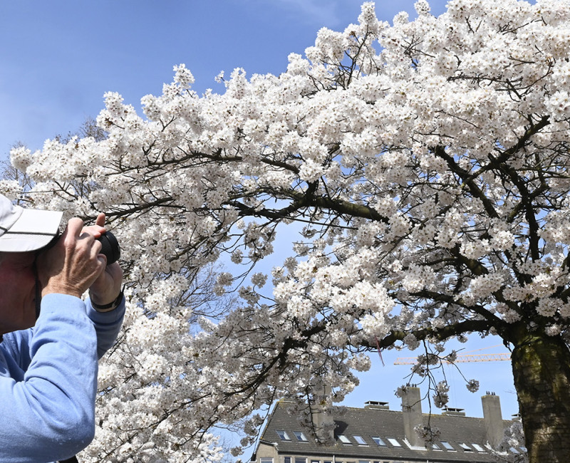 Programma Hanami 2024 | Wereldmuseum Leiden